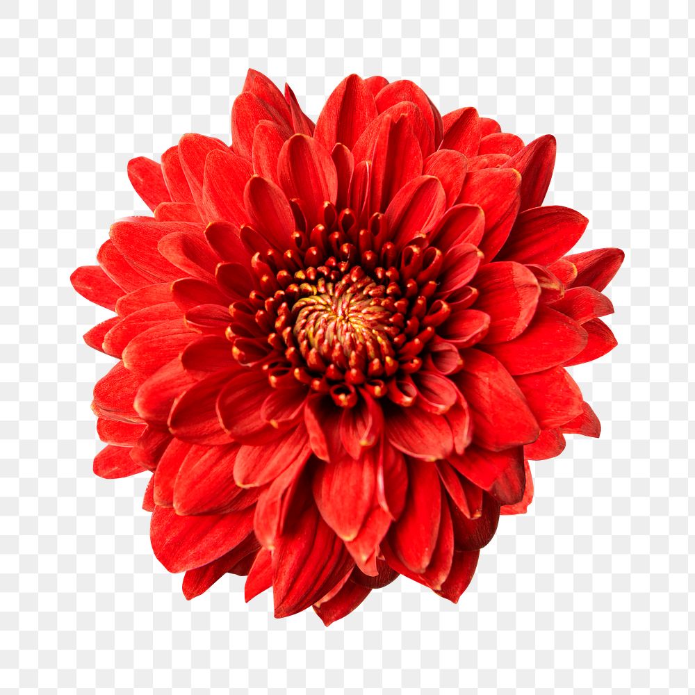 Red chrysanthemum png flower sticker | Premium PNG - rawpixel