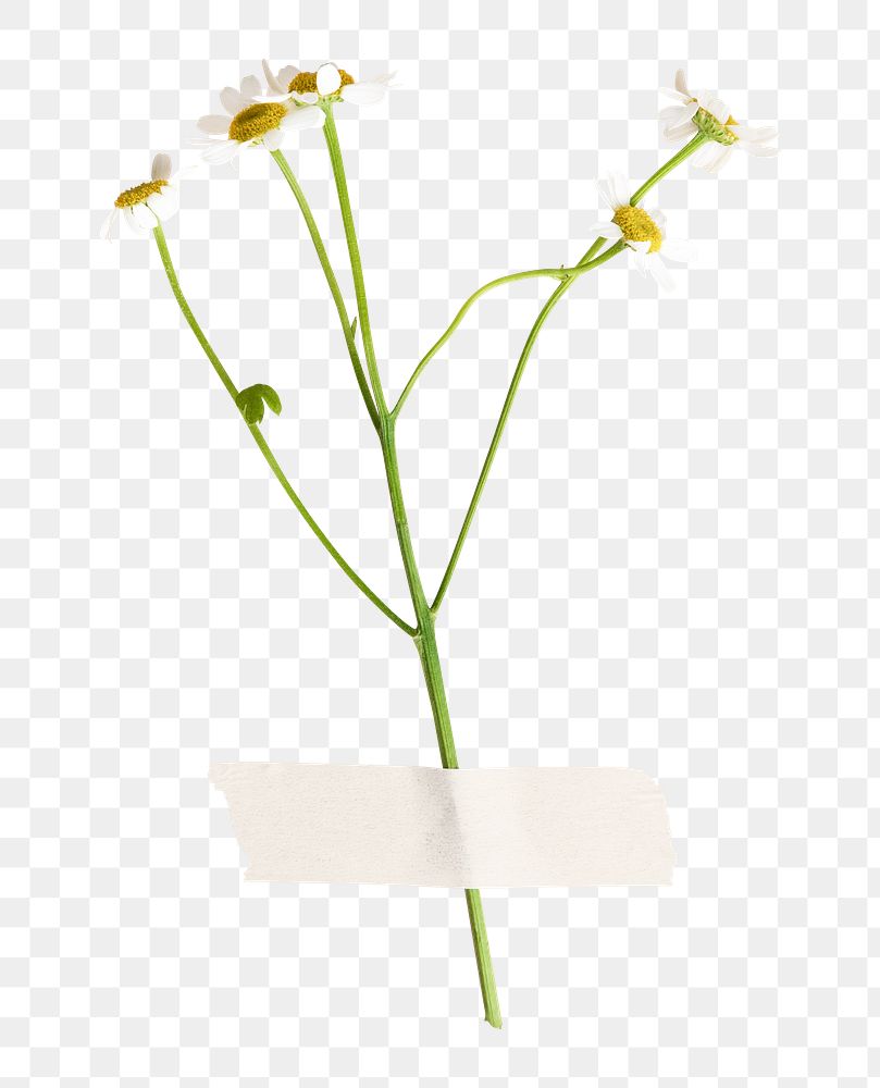 PNG white daisy, collage element | Premium PNG - rawpixel
