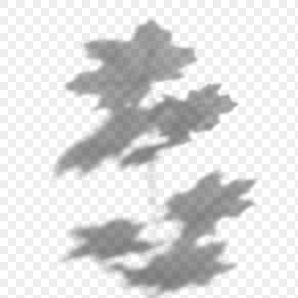 Shadow of leaves design element | Free PNG - rawpixel