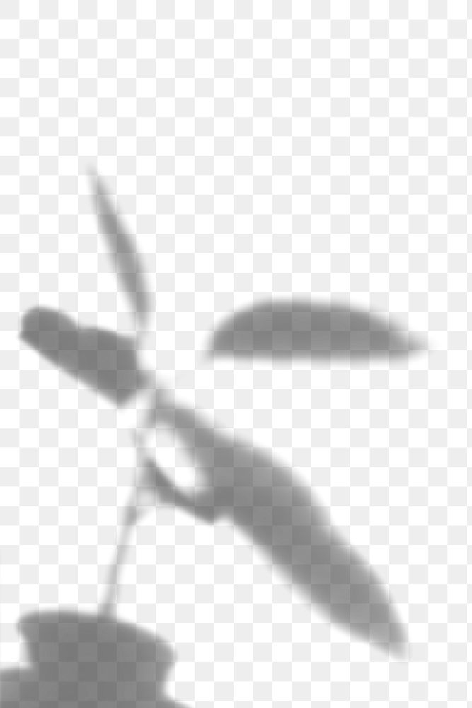 Shadow of plant design element | Free PNG - rawpixel