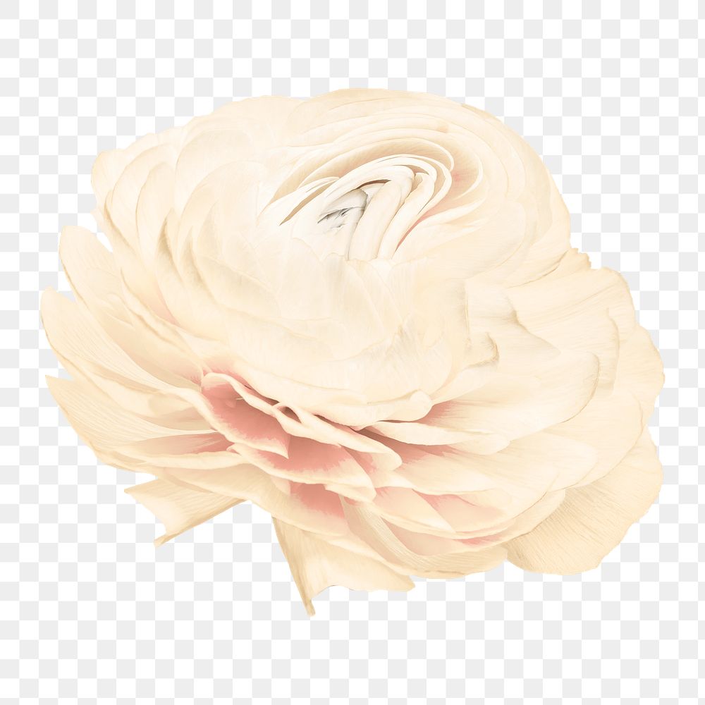 Beige flower PNG sticker, pastel | Free PNG Sticker - rawpixel
