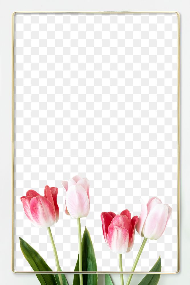 Golden blooming tulip frame design | Premium PNG - rawpixel