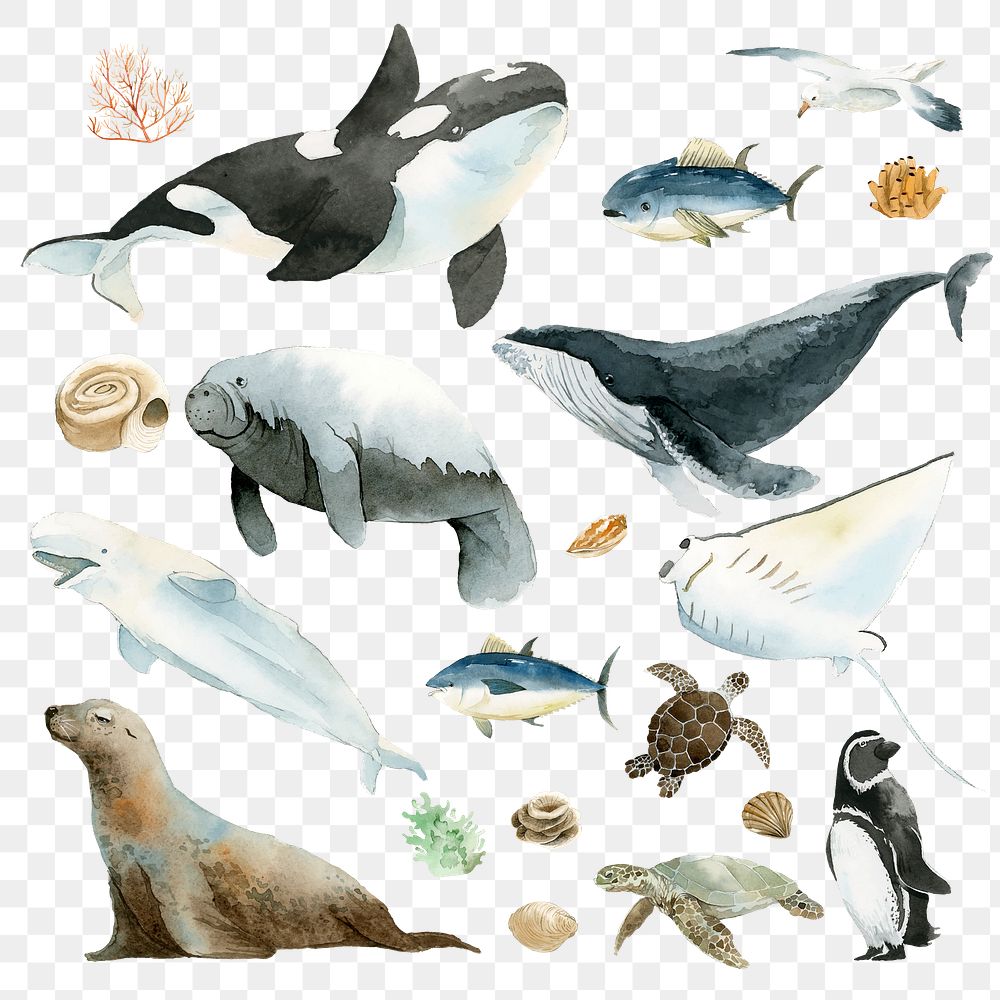 Watercolor painted aquatic animals collection | Premium PNG - rawpixel