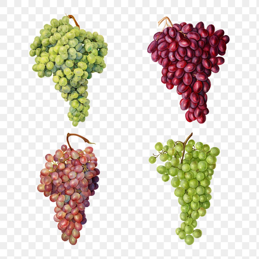 Hand drawn natural fresh grape | Premium PNG - rawpixel