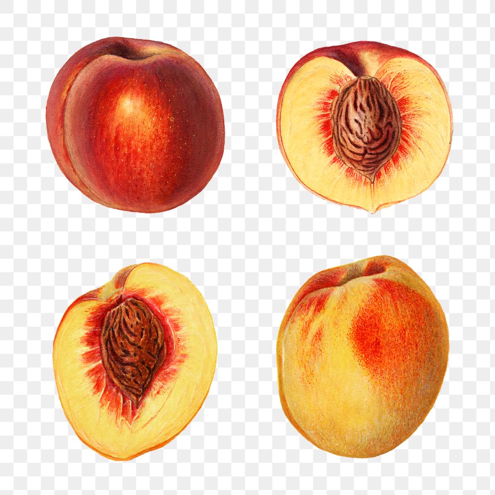 Hand drawn natural fresh peach | Premium PNG - rawpixel