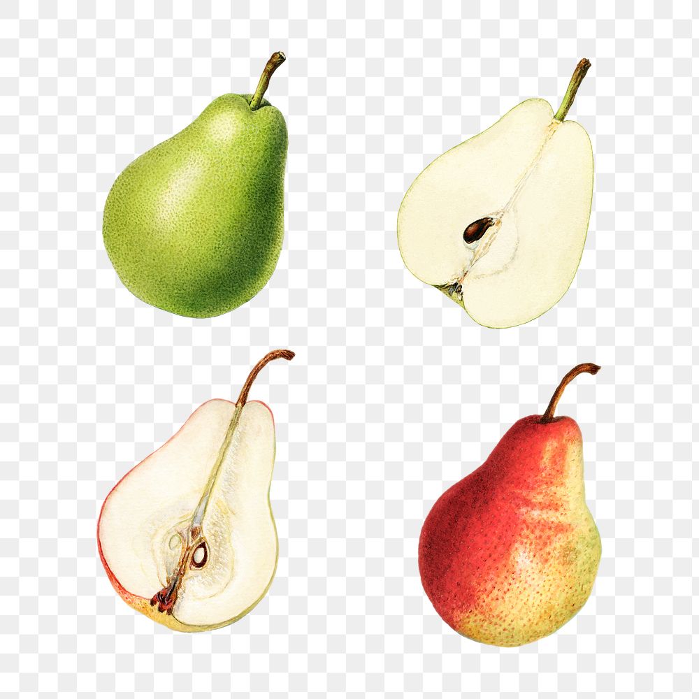 Hand drawn natural fresh pear | Premium PNG - rawpixel