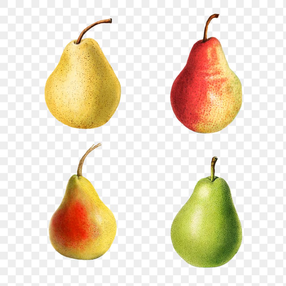 Hand drawn natural fresh pear | Premium PNG - rawpixel