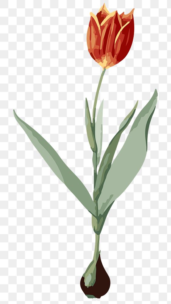 Vectorized tulip flower sticker overlay | Free PNG Sticker - rawpixel