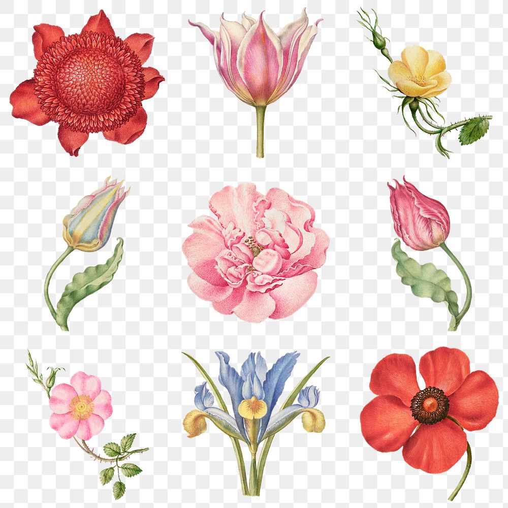 Blooming flower png illustration set, | Premium PNG - rawpixel