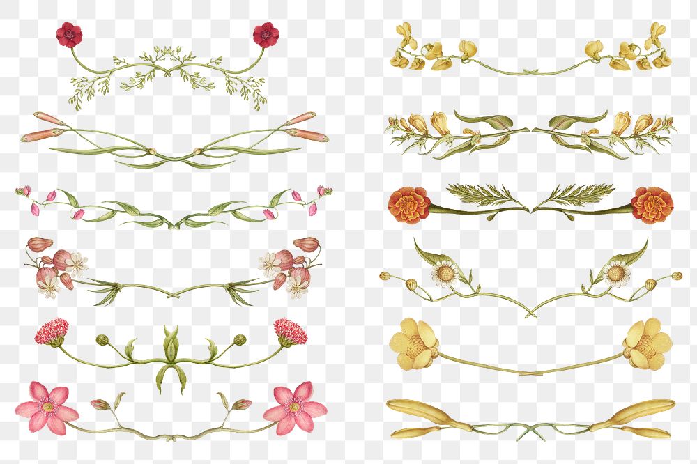 Png flower flourish divider element | Premium PNG - rawpixel