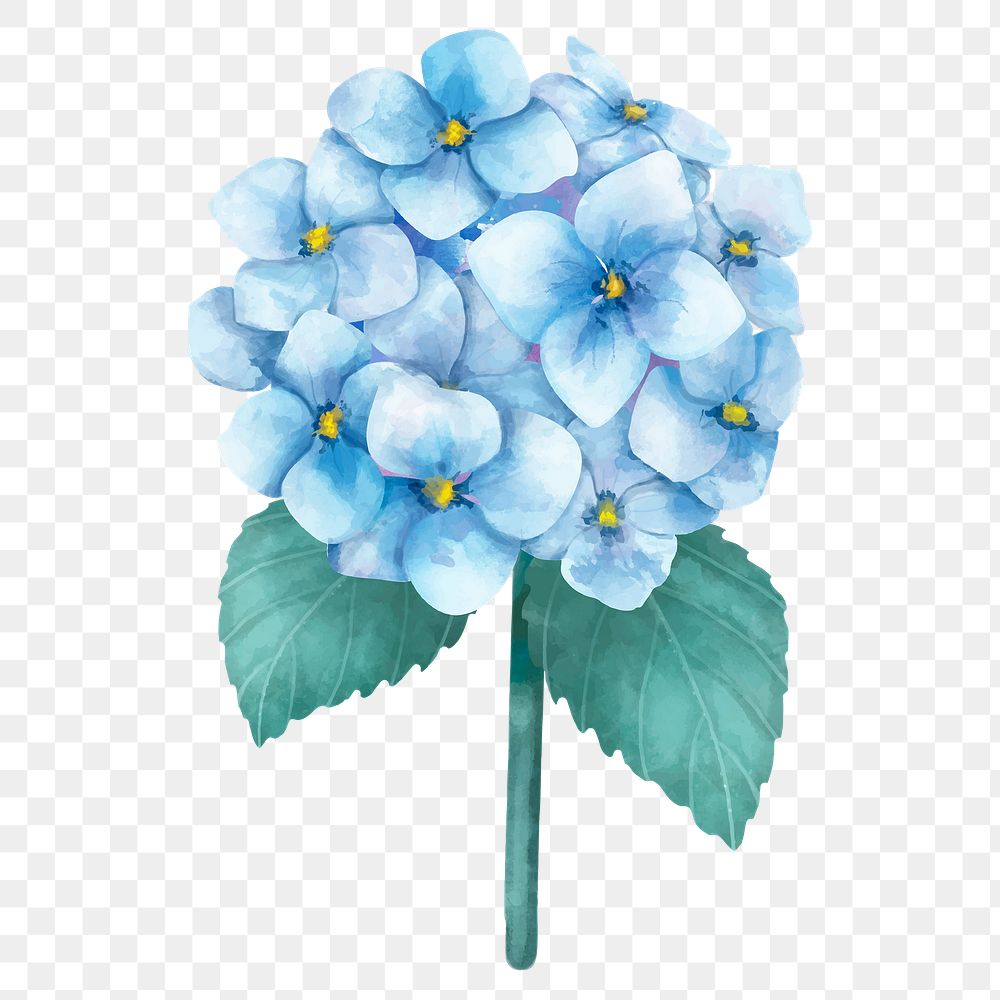 Blooming hydrangea flower sticker png | Premium PNG Sticker - rawpixel