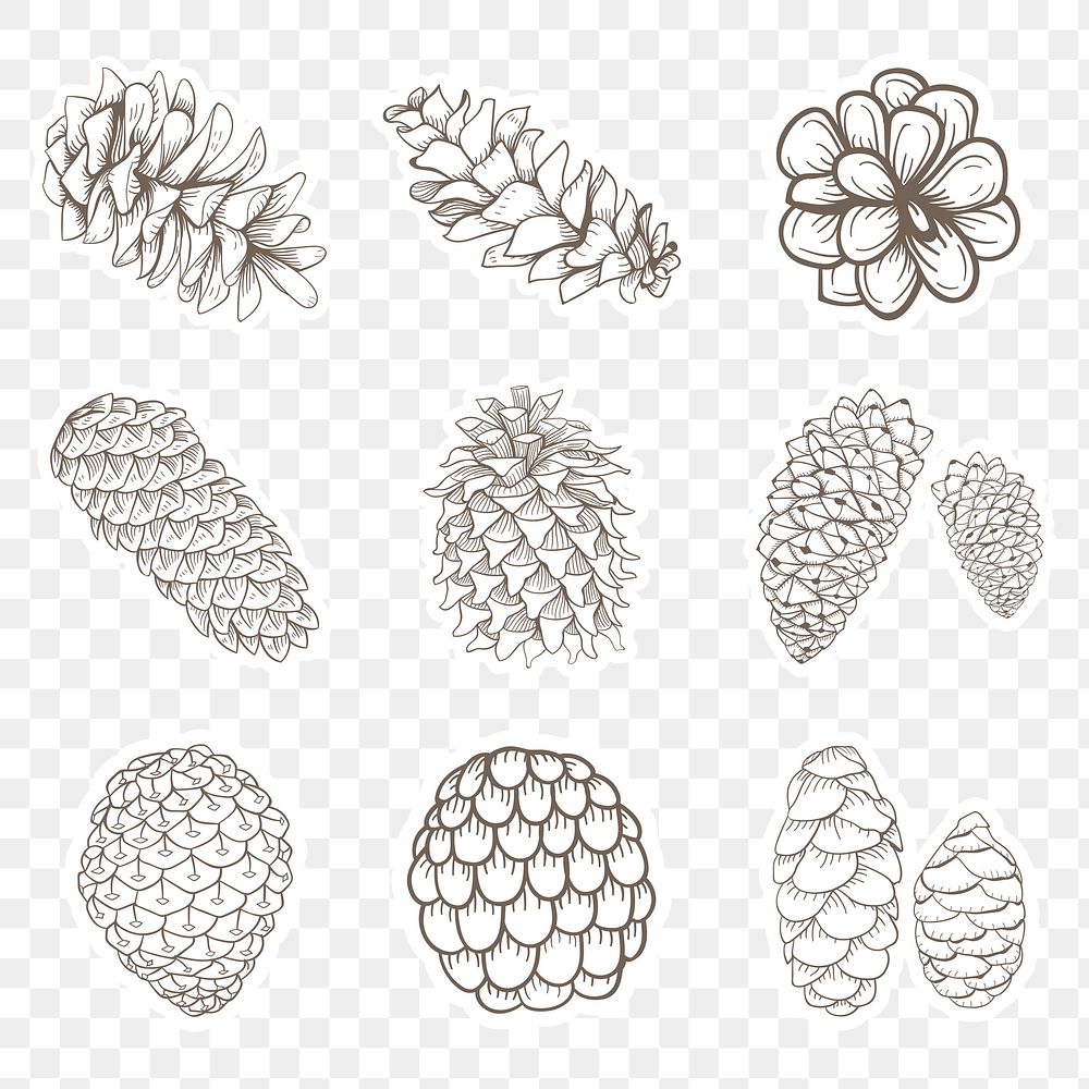 Conifer cone sticker with a white | Premium PNG - rawpixel