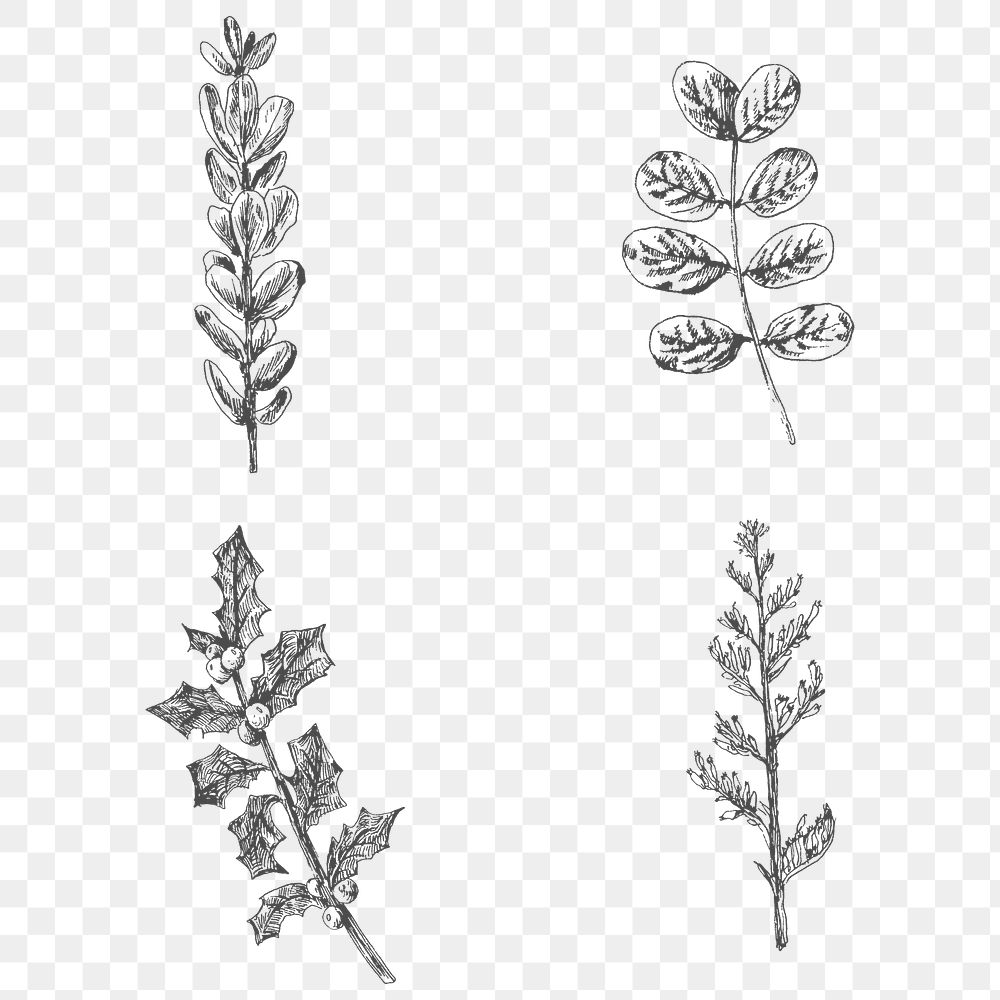 Hand drawn plants collection | Free PNG - rawpixel