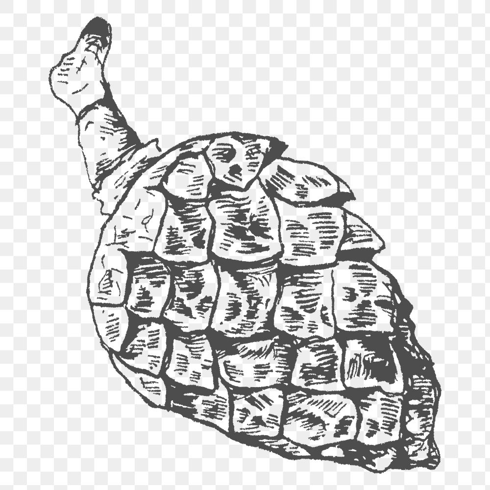 Hand drawn conifer cone element | Free PNG Sticker - rawpixel