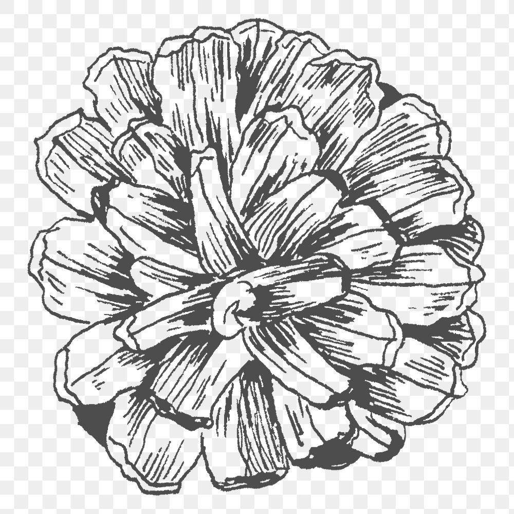 Hand drawn conifer cone element | Free PNG Sticker - rawpixel