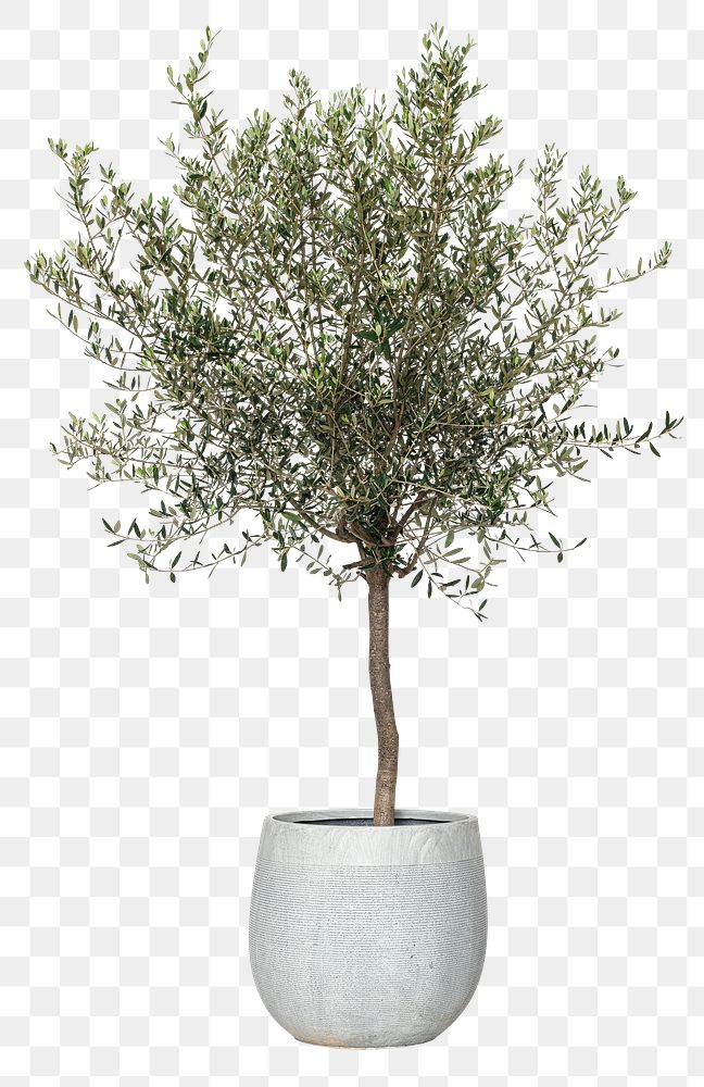 Olive Tree PNG Images | Free Vectors, PNGs, Mockups & Backgrounds ...