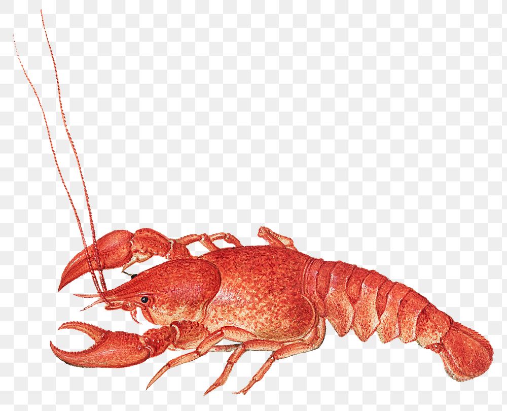 Crayfish Images | Free Vectors, PNGs, Mockups & Backgrounds - rawpixel