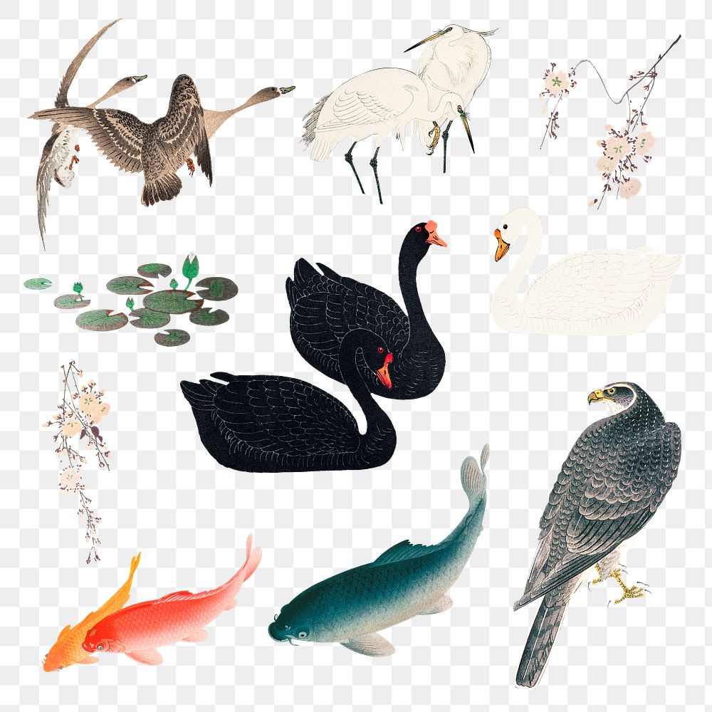 Waterfowl and fish illustration design | Free PNG - rawpixel