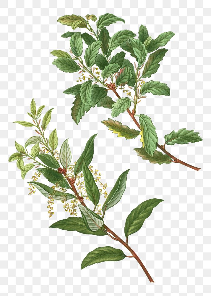 vergreen oak branch transparent png | Free PNG Sticker - rawpixel