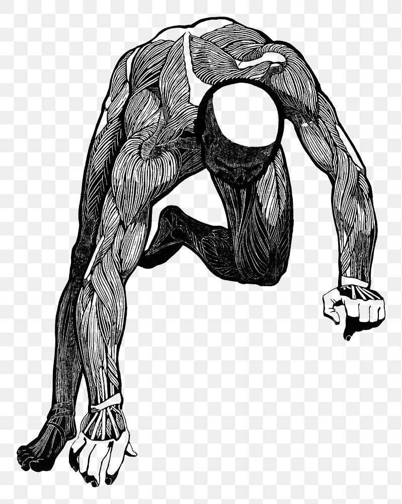 Men's muscles png human anatomy, | Free PNG Sticker - rawpixel