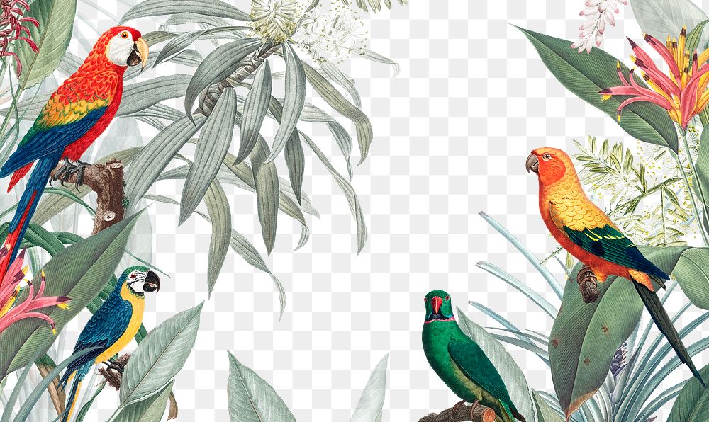 PNG tropical parrots frame illustration | Free PNG Sticker - rawpixel