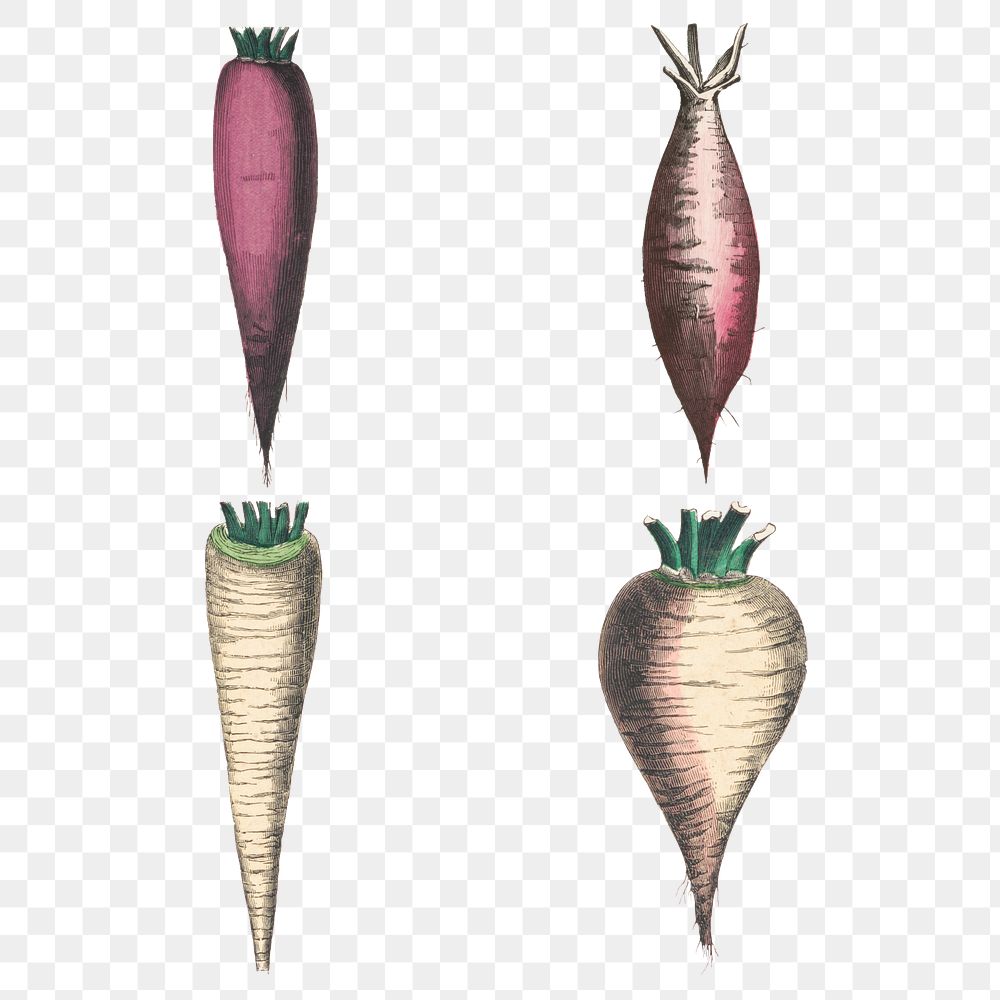 Root vegetable png set, remix | Free PNG Sticker - rawpixel