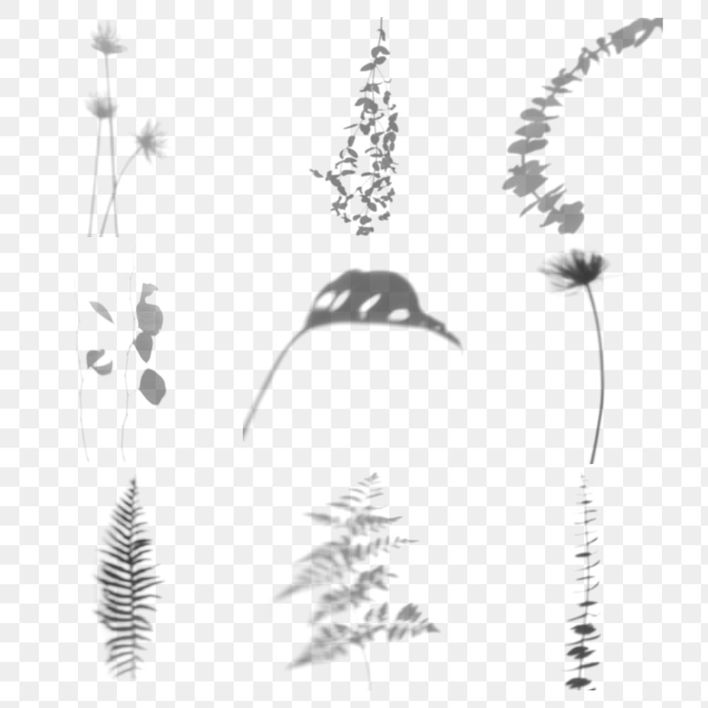 Plant Shadow PNG Images | Free PNG Vector Graphics, Effects ...