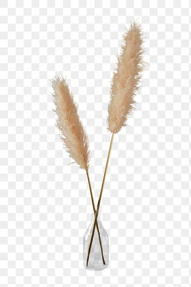 Pampas Grass Images | Free Vectors, PNGs, Mockups & Backgrounds - rawpixel