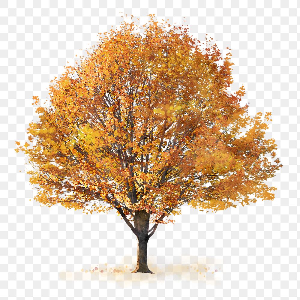 Autumn tree png sticker, watercolor | Premium PNG - rawpixel