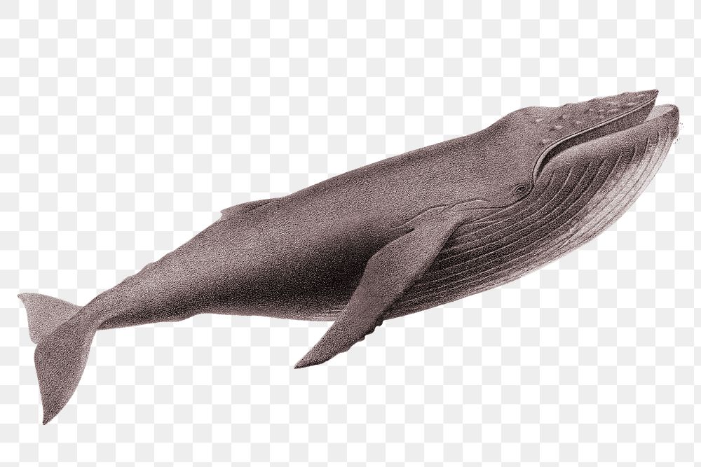 Whale png sticker, sea life | Premium PNG - rawpixel