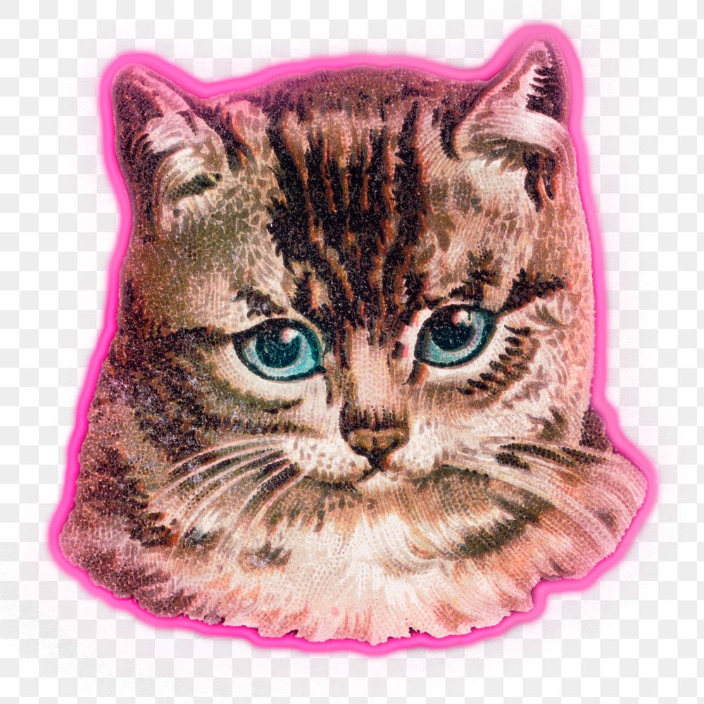 Staring cat sticker transparent png | Premium PNG Sticker - rawpixel