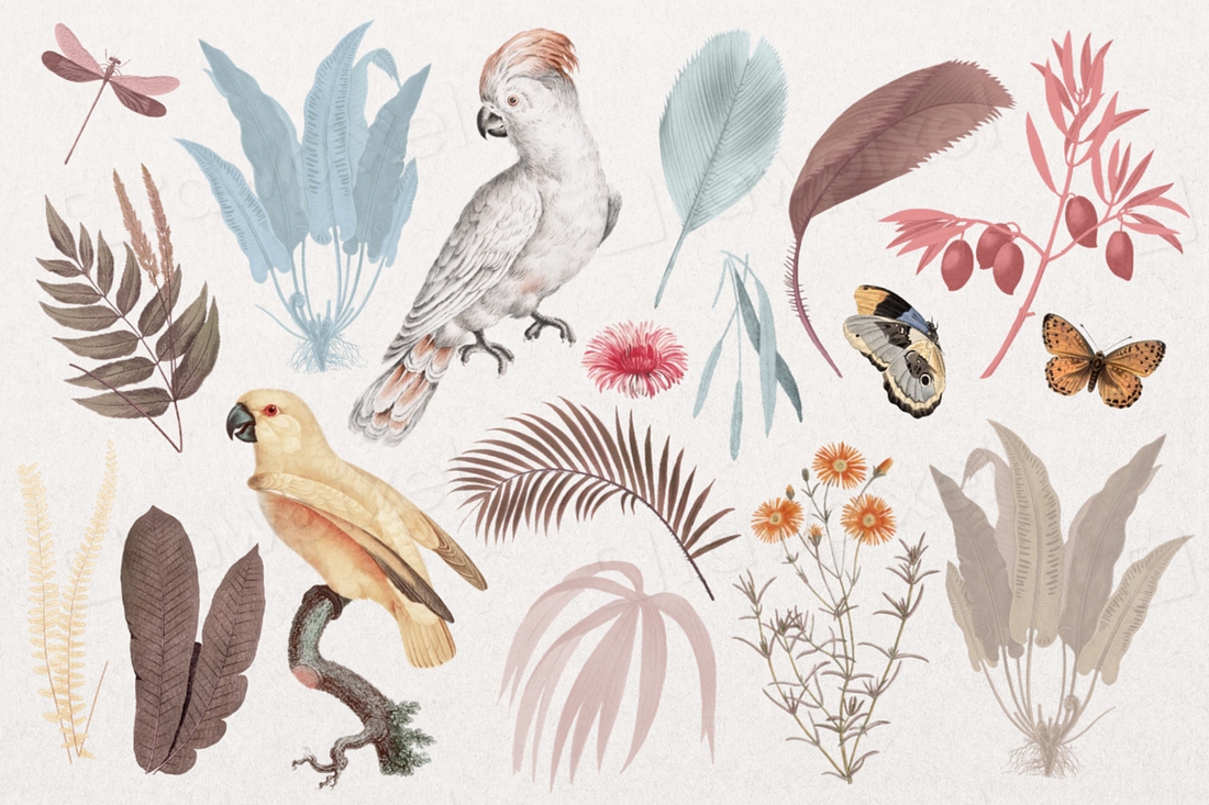 Exotic birds vintage sticker set, | Premium Editable Design - rawpixel