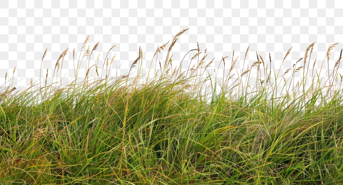 PNG Tall grass against sky | Free PNG - rawpixel