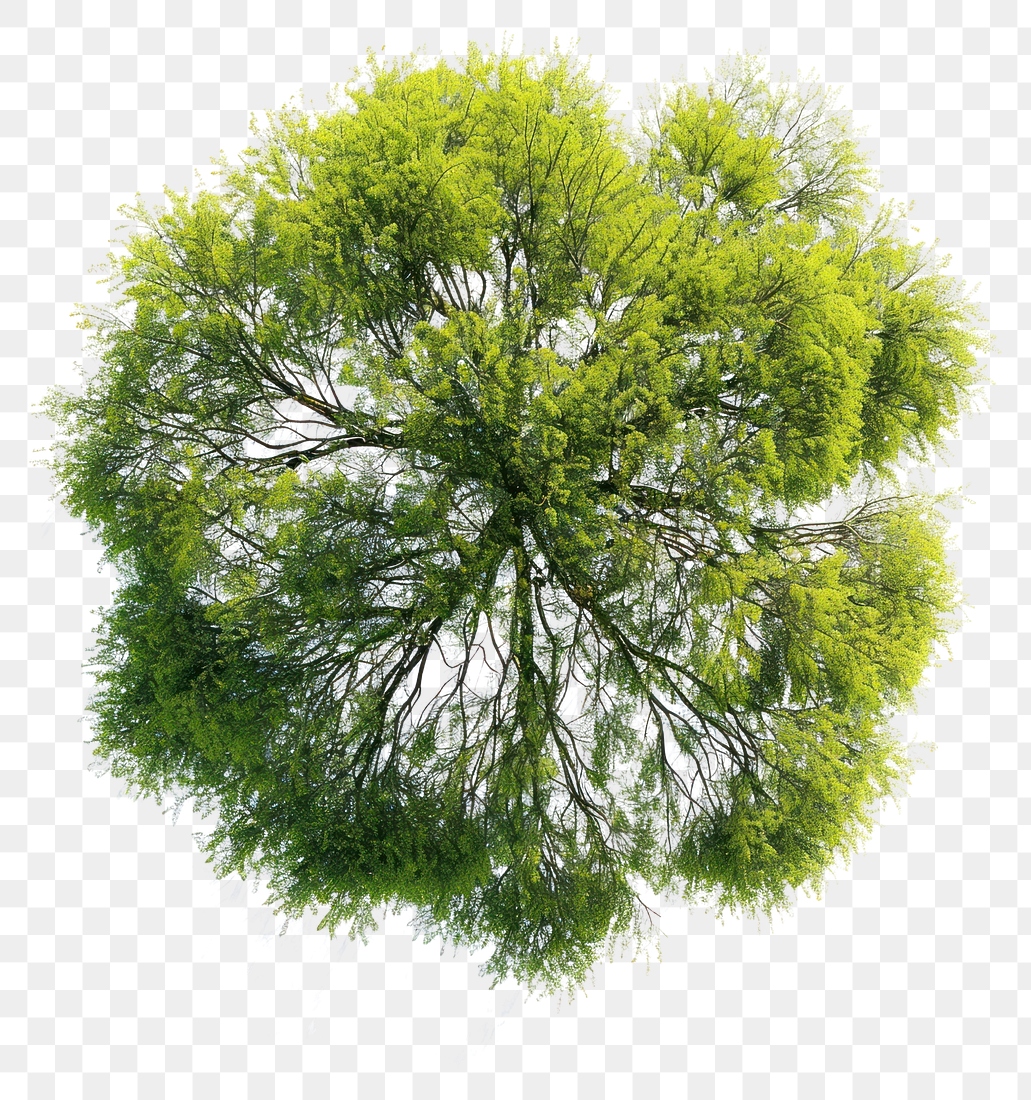 PNG Lush green tree canopy | Free PNG - rawpixel