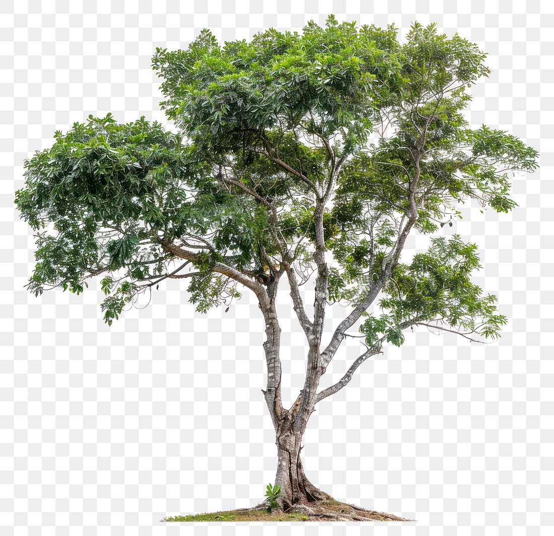 PNG Lush green tree isolated | Premium PNG - rawpixel