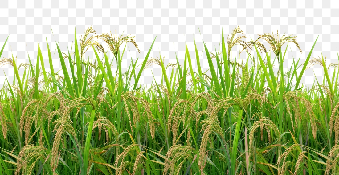 PNG Rice terrace nature agriculture | Premium PNG - rawpixel