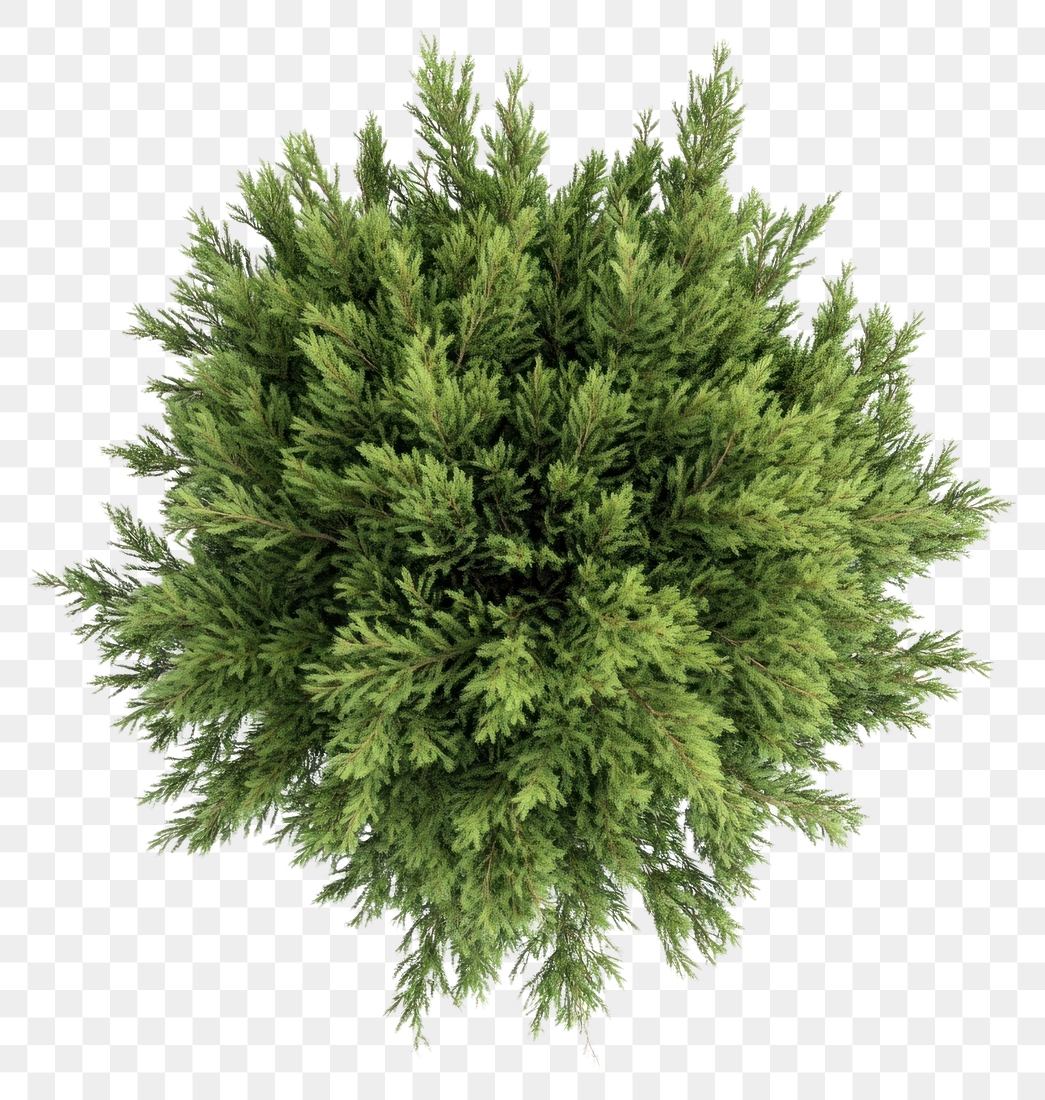 PNG Real cypress tree foliage | Premium PNG - rawpixel