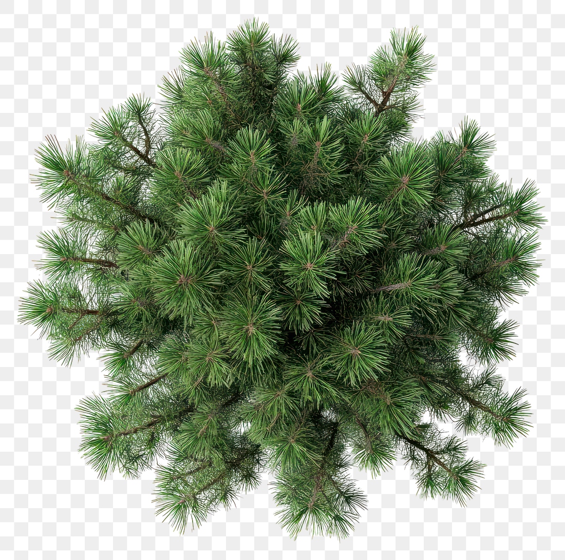 PNG Real pine tree plant | Free PNG - rawpixel