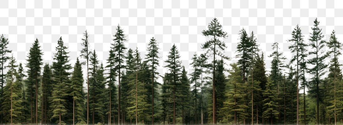 PNG Pine forest nature landscape | Premium PNG - rawpixel