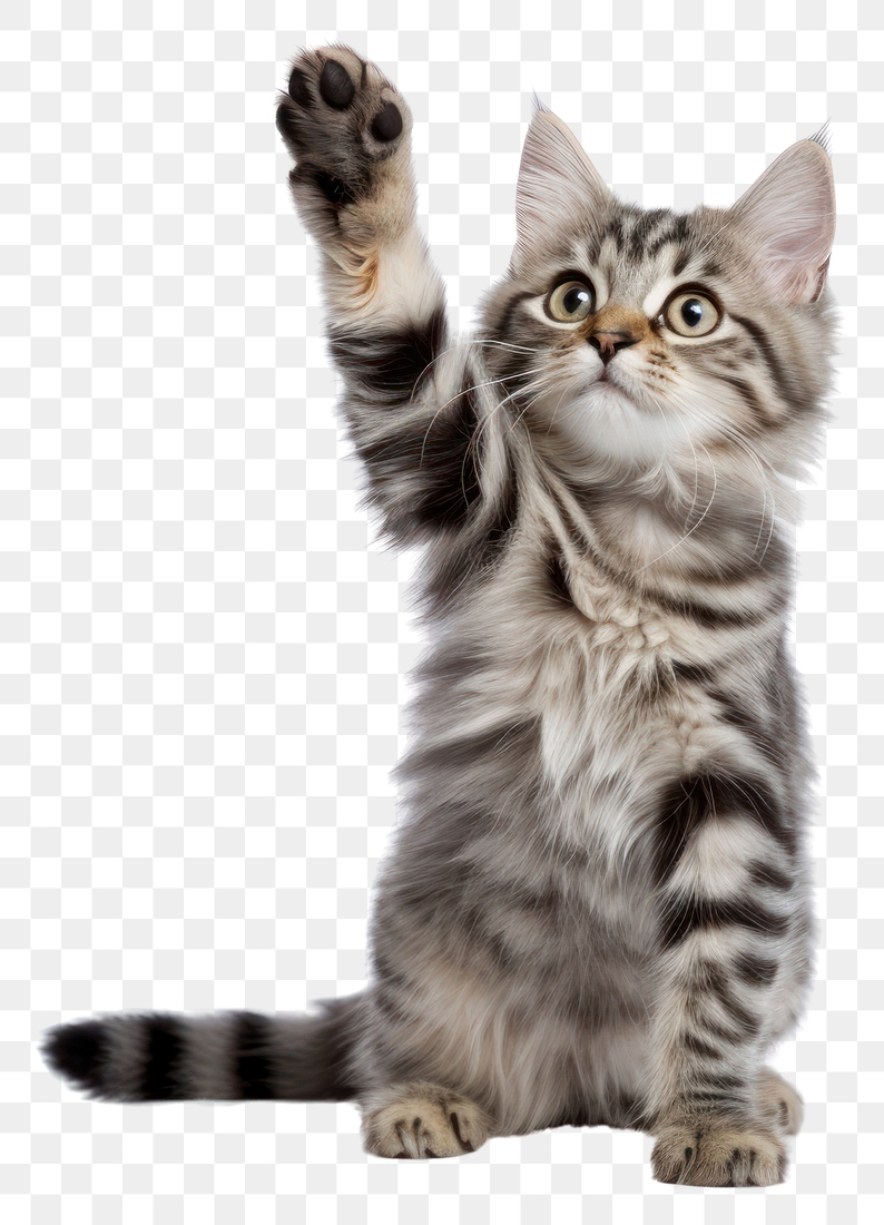 PNG cute cat waving mammal | Free PNG - rawpixel