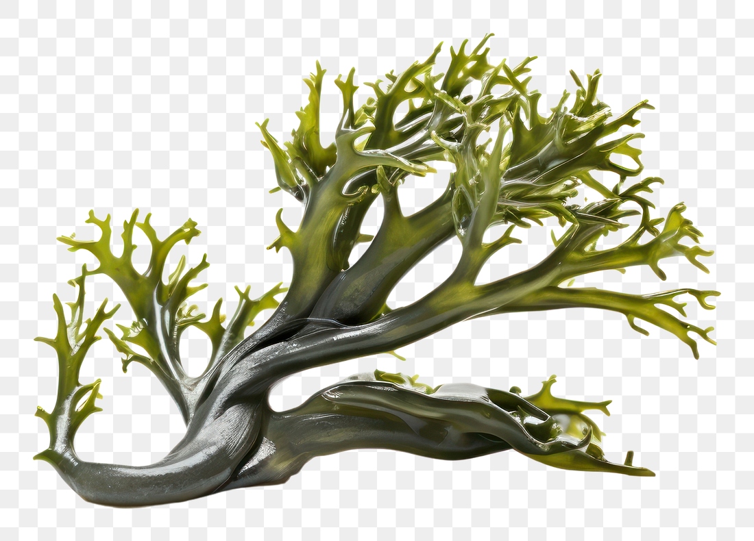 PNG Seaweed seaweed plant | Premium PNG - rawpixel