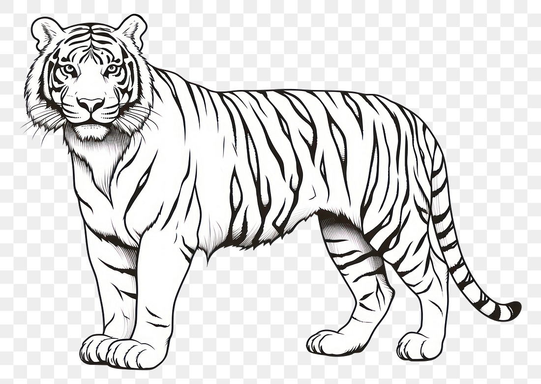 PNG Tiger outline sketch wildlife | Premium PNG - rawpixel