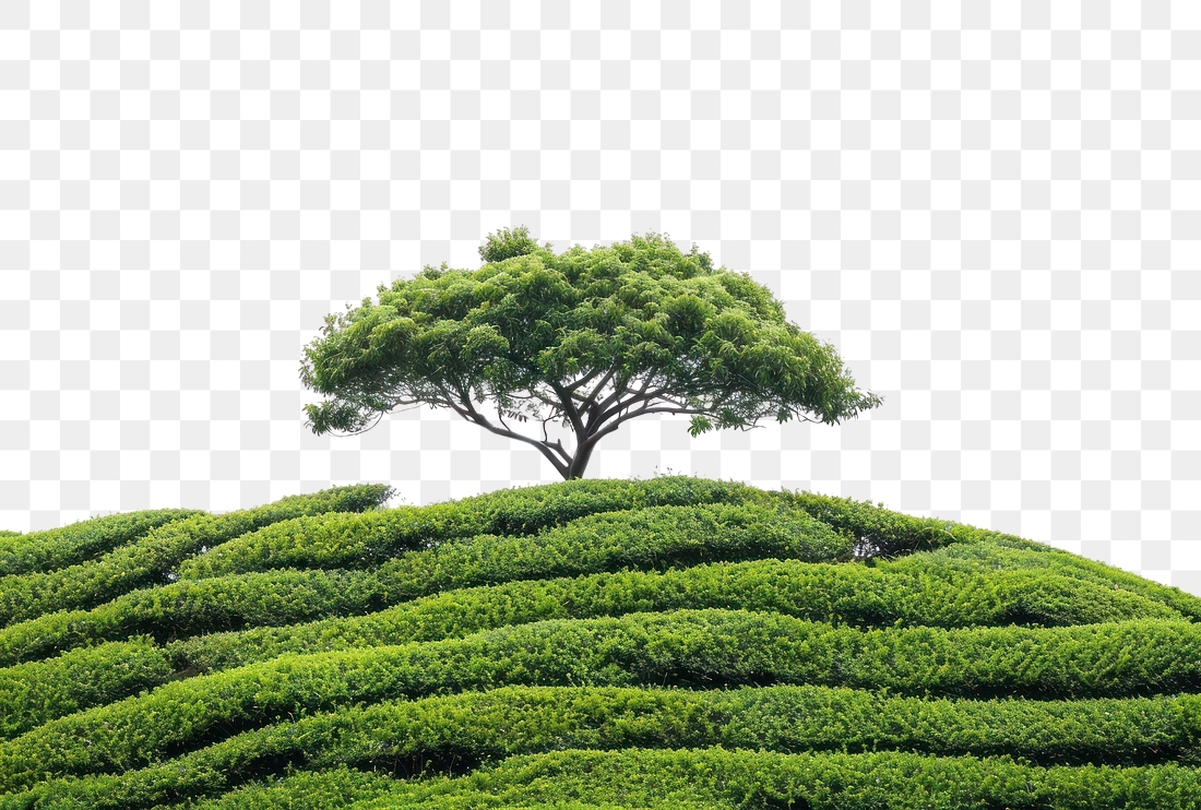 Tea tree garden countryside landscape | Premium PNG - rawpixel