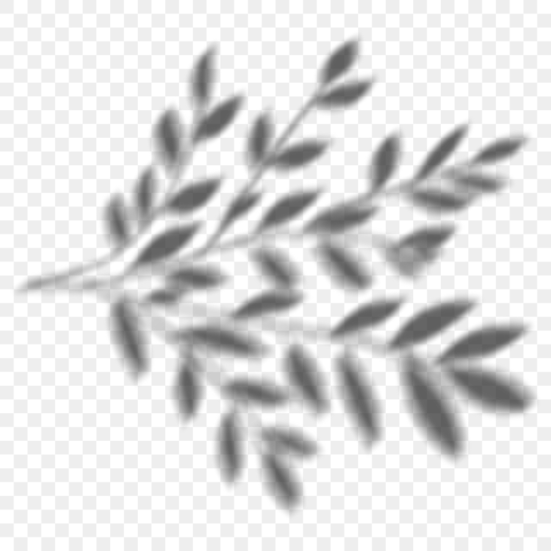 Tree branch png shadow effect, | Premium PNG - rawpixel