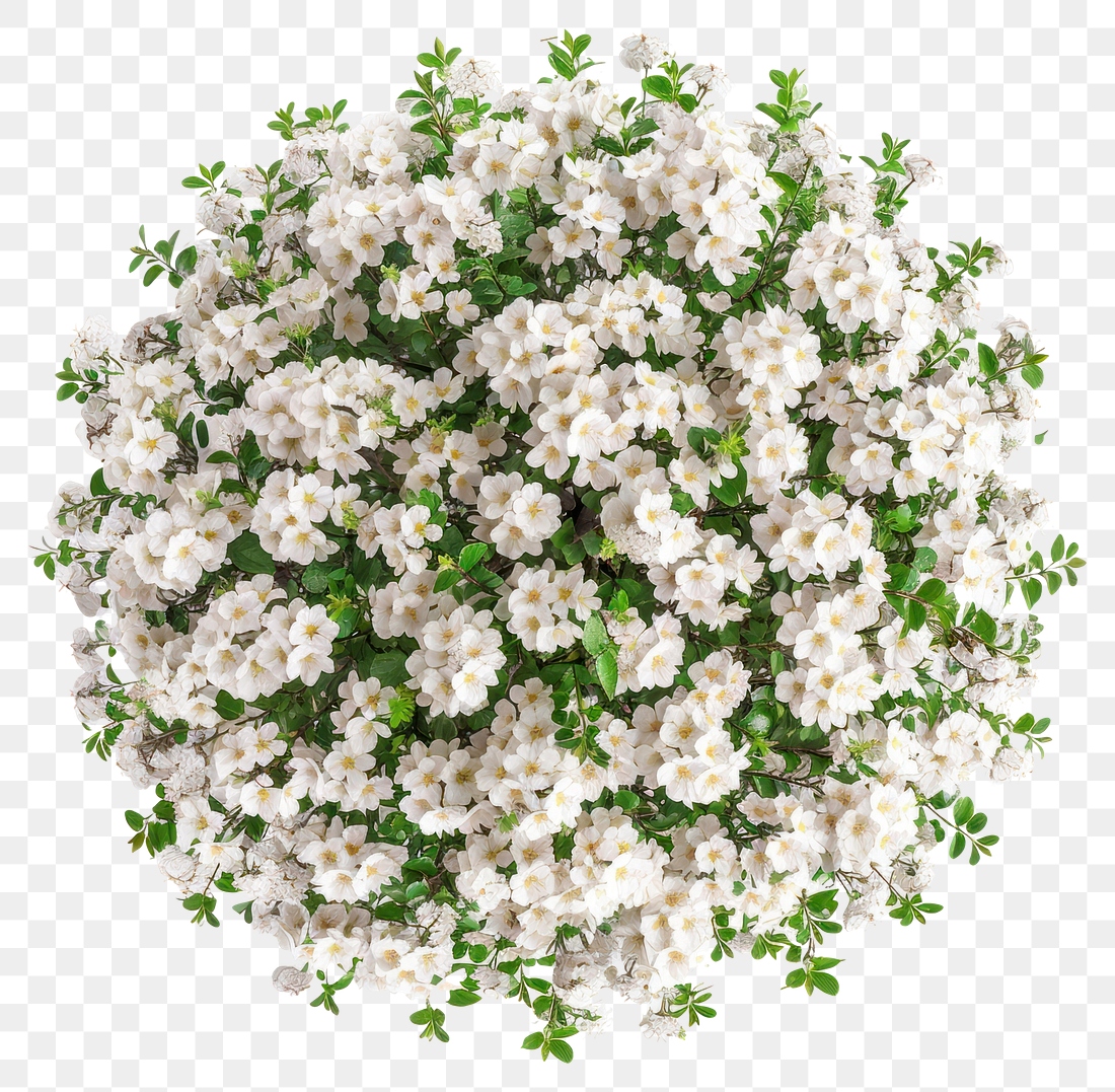 PNG Flower tree flowers plant | Free PNG - rawpixel