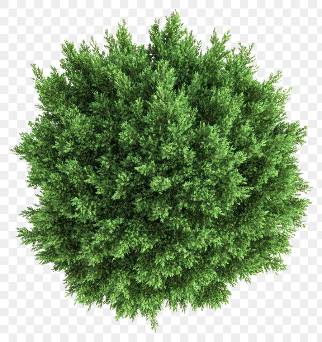 PNG Cypress tree nature plant | Free PNG - rawpixel