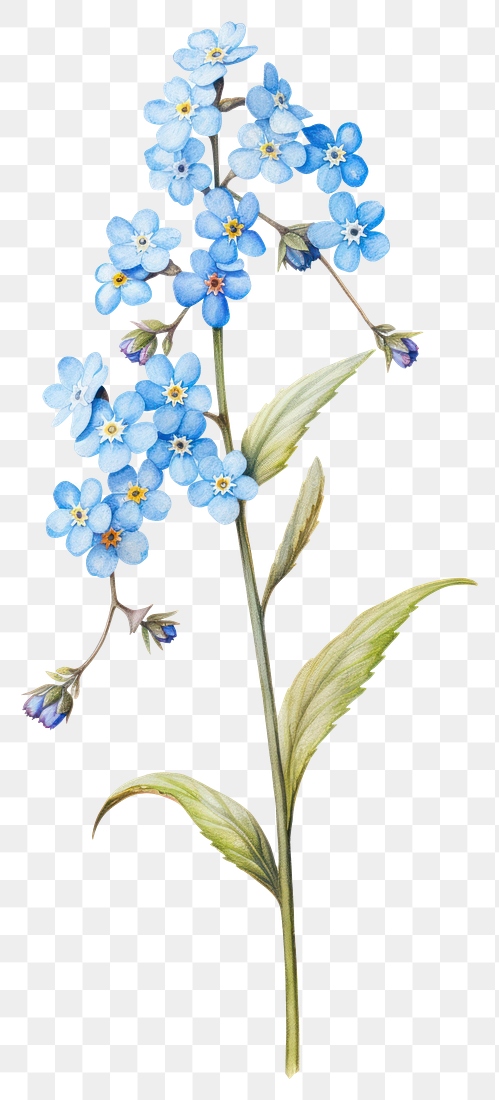 PNG Flower forget-me-not illustration watercolor | Free PNG - rawpixel