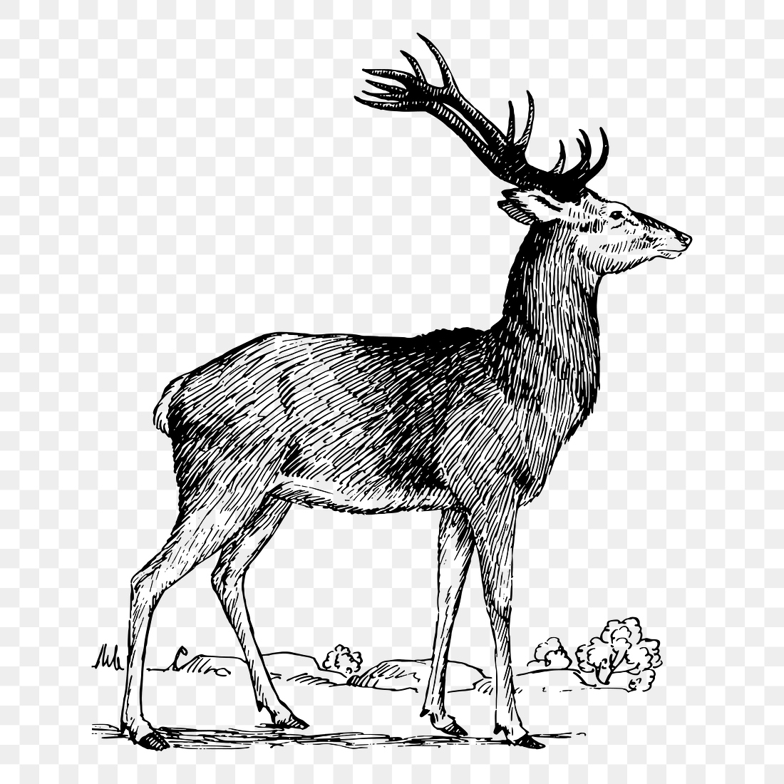 Stag png sticker, vintage animal | Free PNG - rawpixel