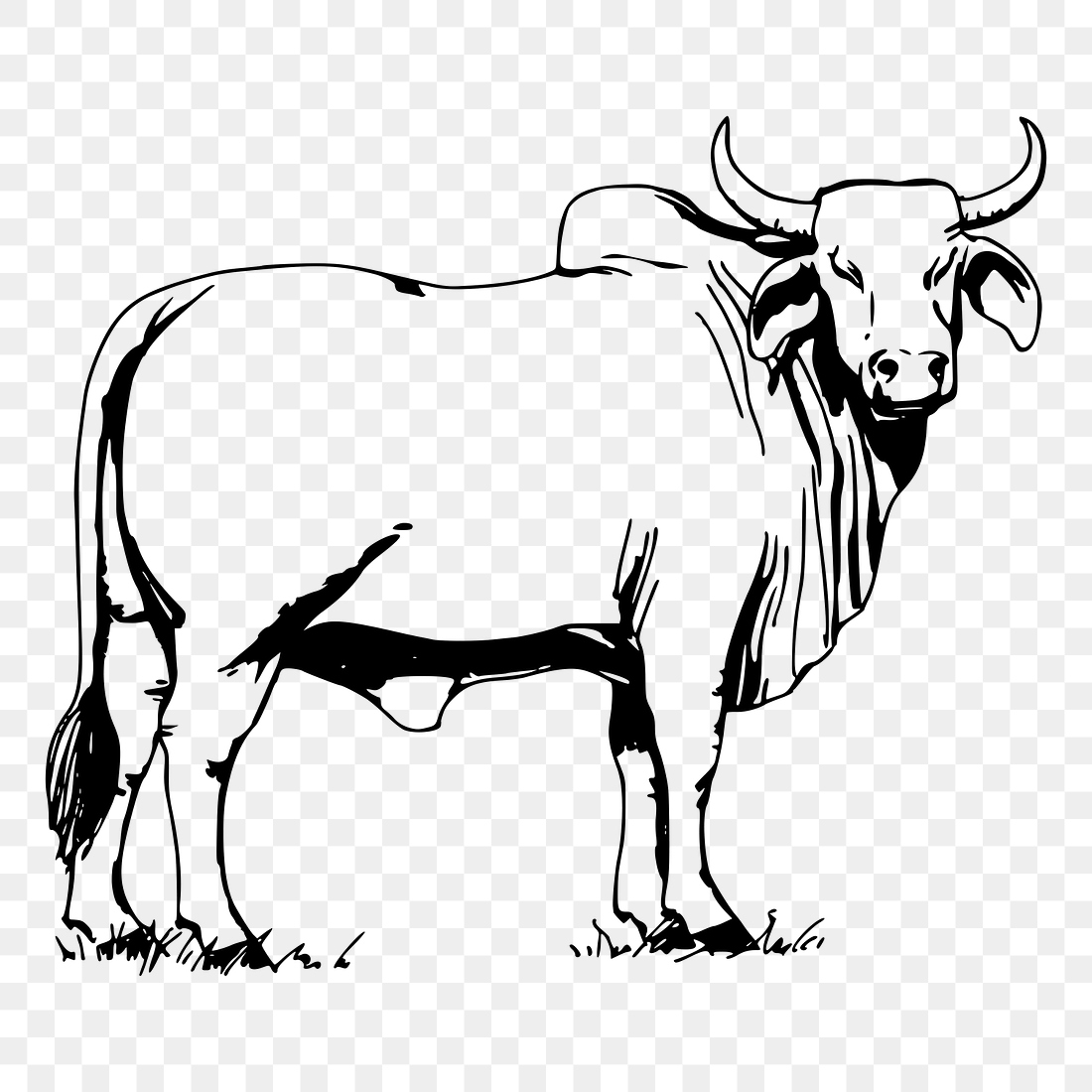 Bull png sticker illustration, transparent | Free PNG - rawpixel