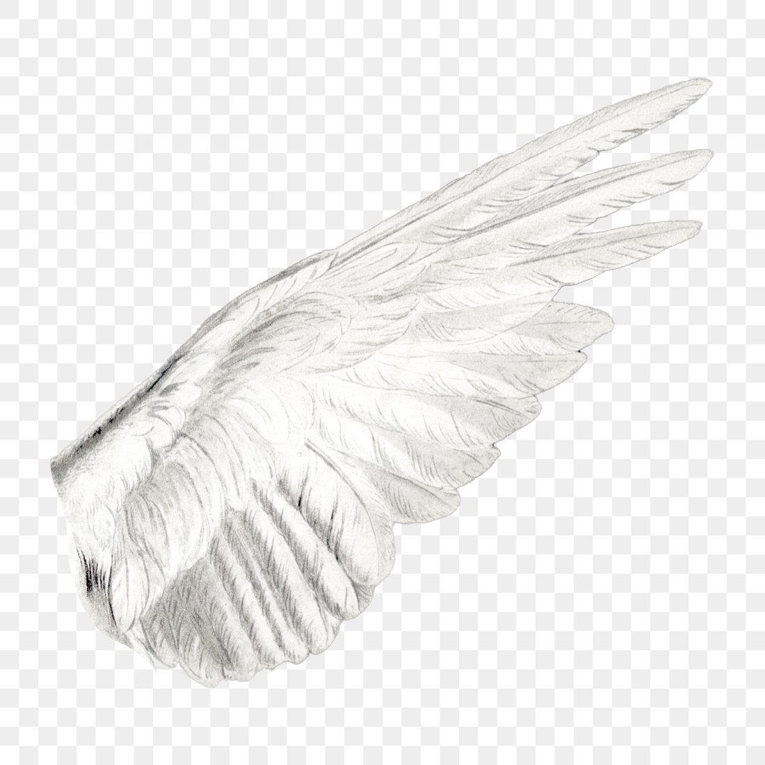 Angel wing png sticker, transparent | Premium PNG - rawpixel